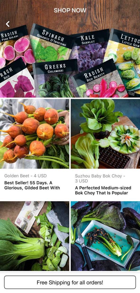 +62% ROAS with Meta Collection Ads in eCommerce | PPC Case Study